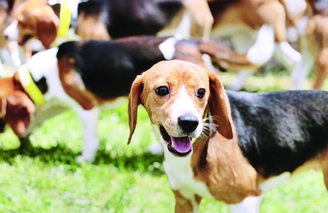 Wisconsin beagle research facility is closing as rescue group takes in ...